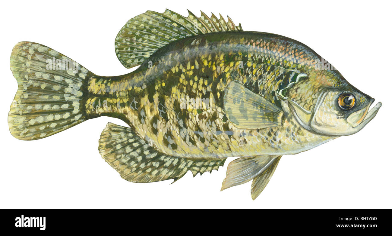 Black crappie hi-res stock photography and images - Alamy