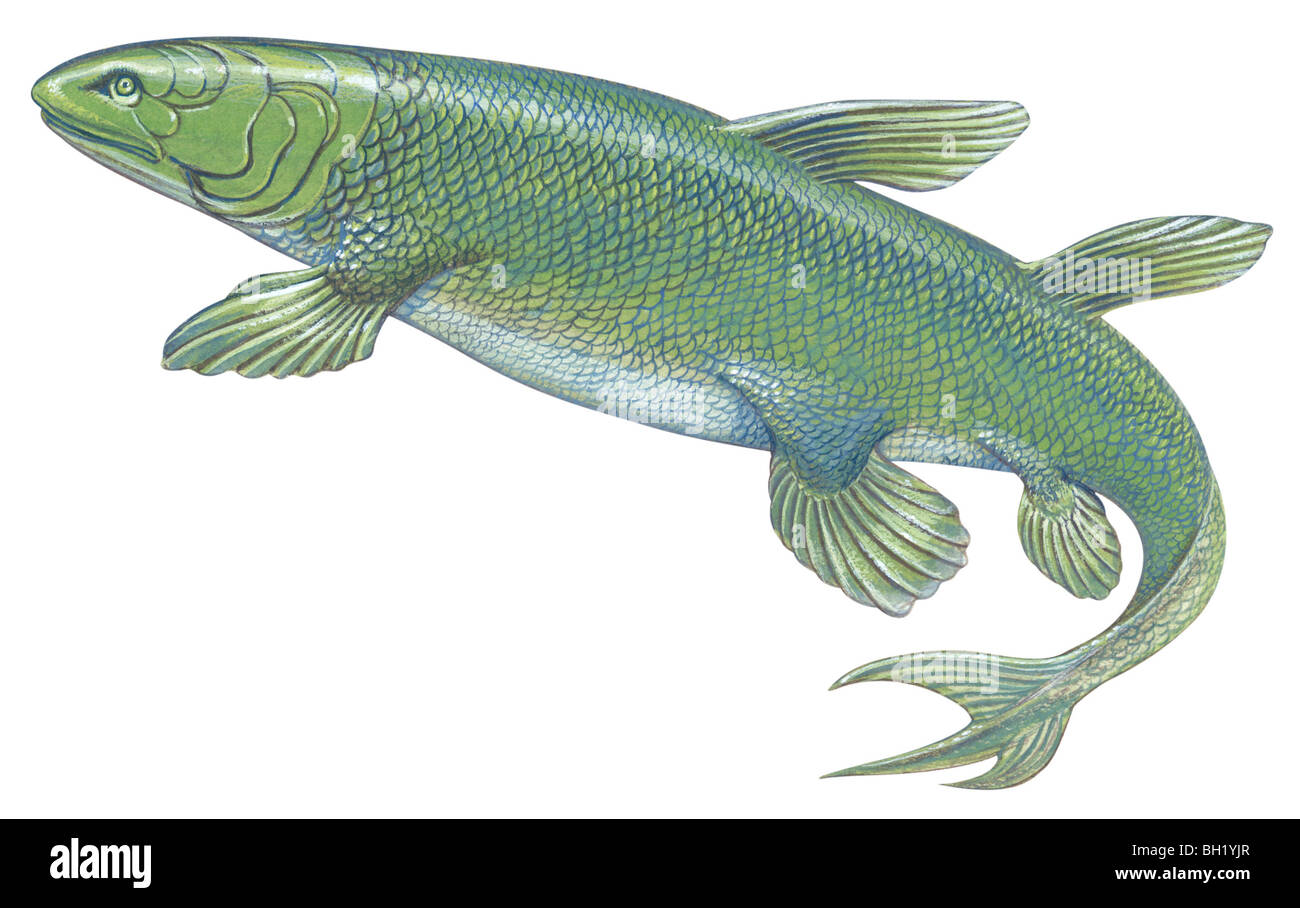 Lobe Finned Fish Vs Ray Finned Fish