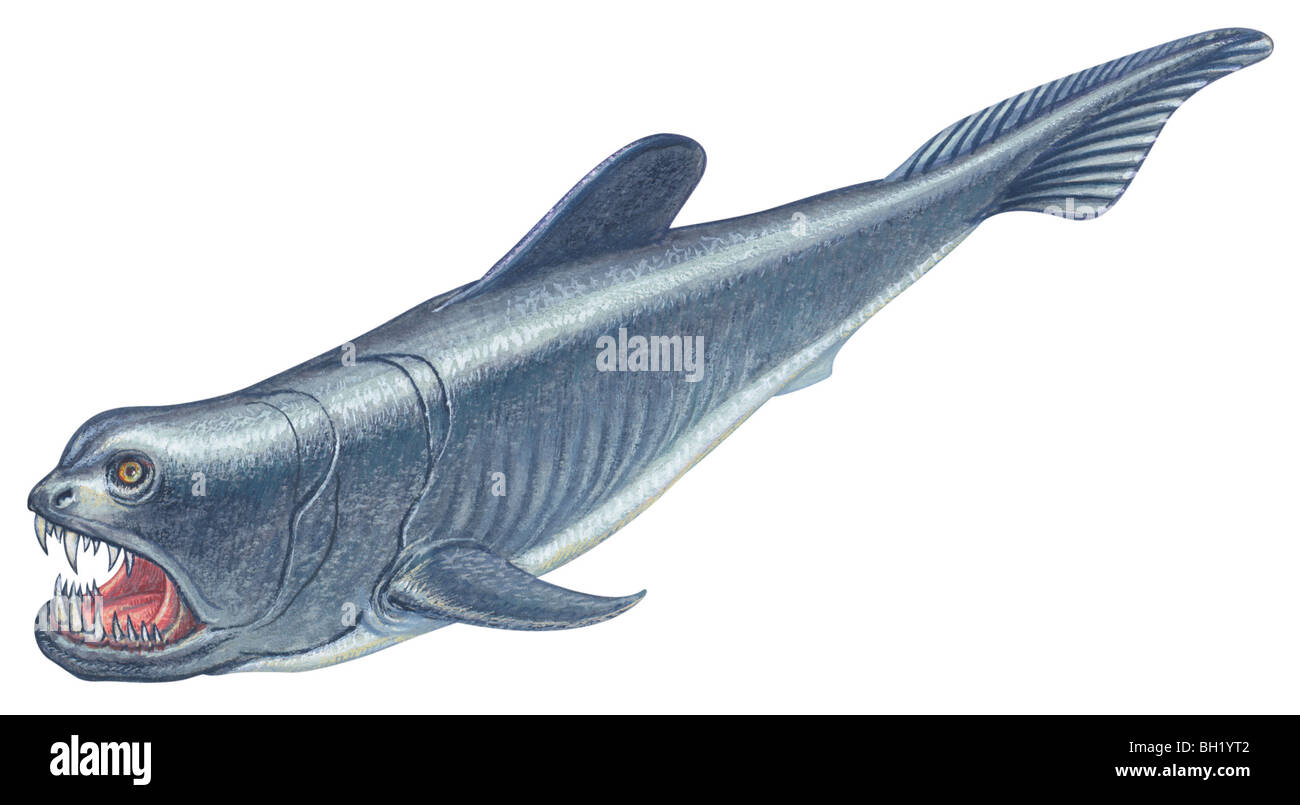 Arthrodire placoderm fish hi-res stock photography and images - Alamy