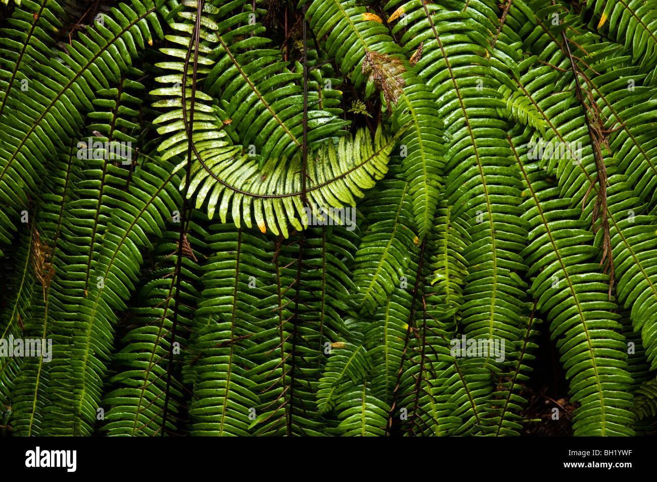 Deer ferns in climax temperate rain forest, BC, Canada Stock Photo - Alamy