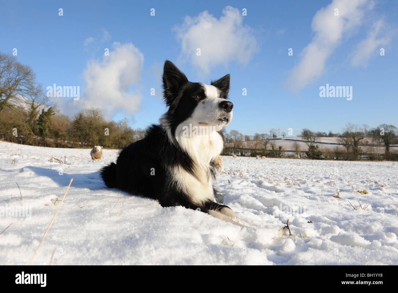 Sheep in snow hi-res stock photography and images - Alamy