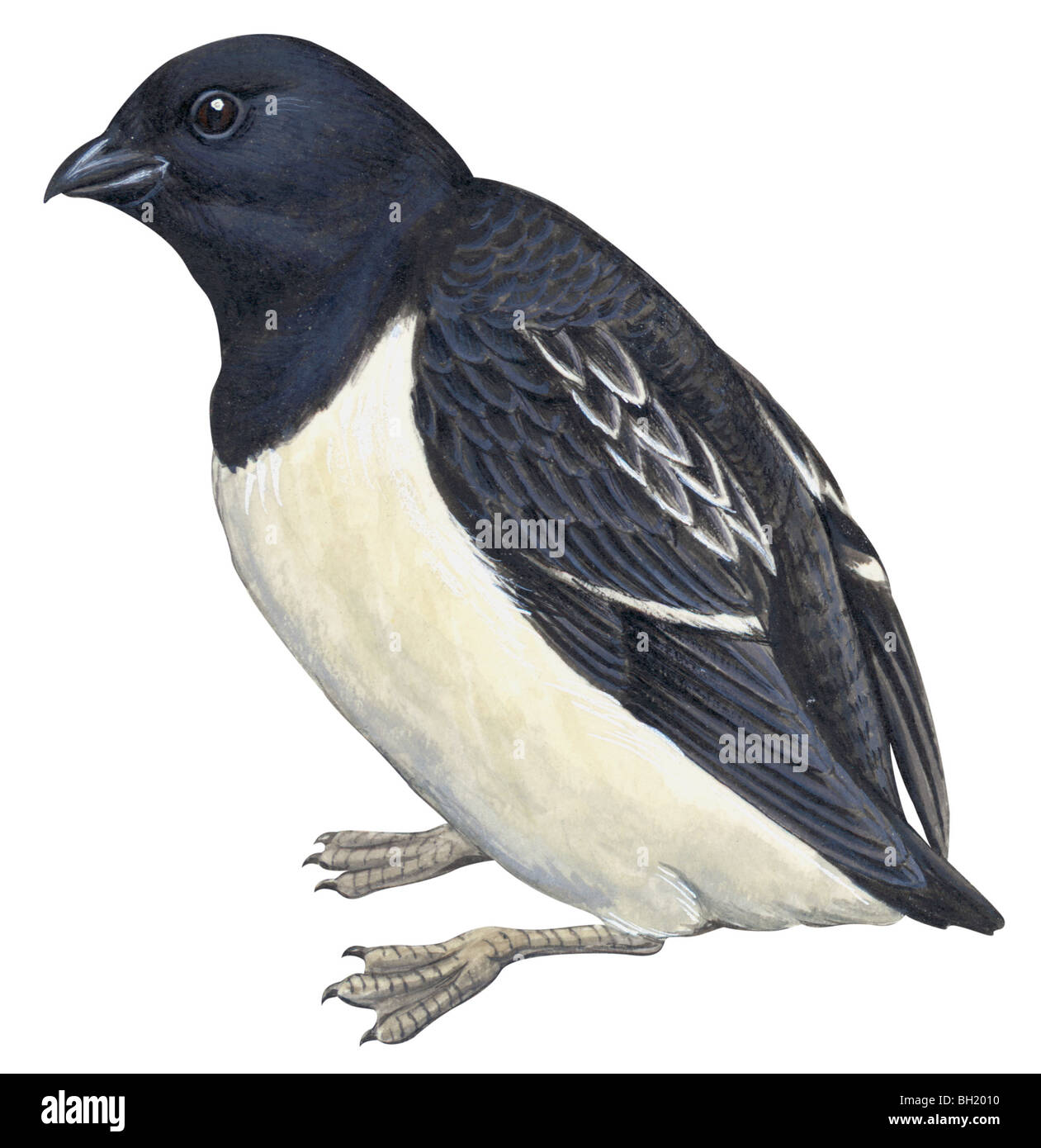 Dovekie Cut Out Stock Images & Pictures - Alamy