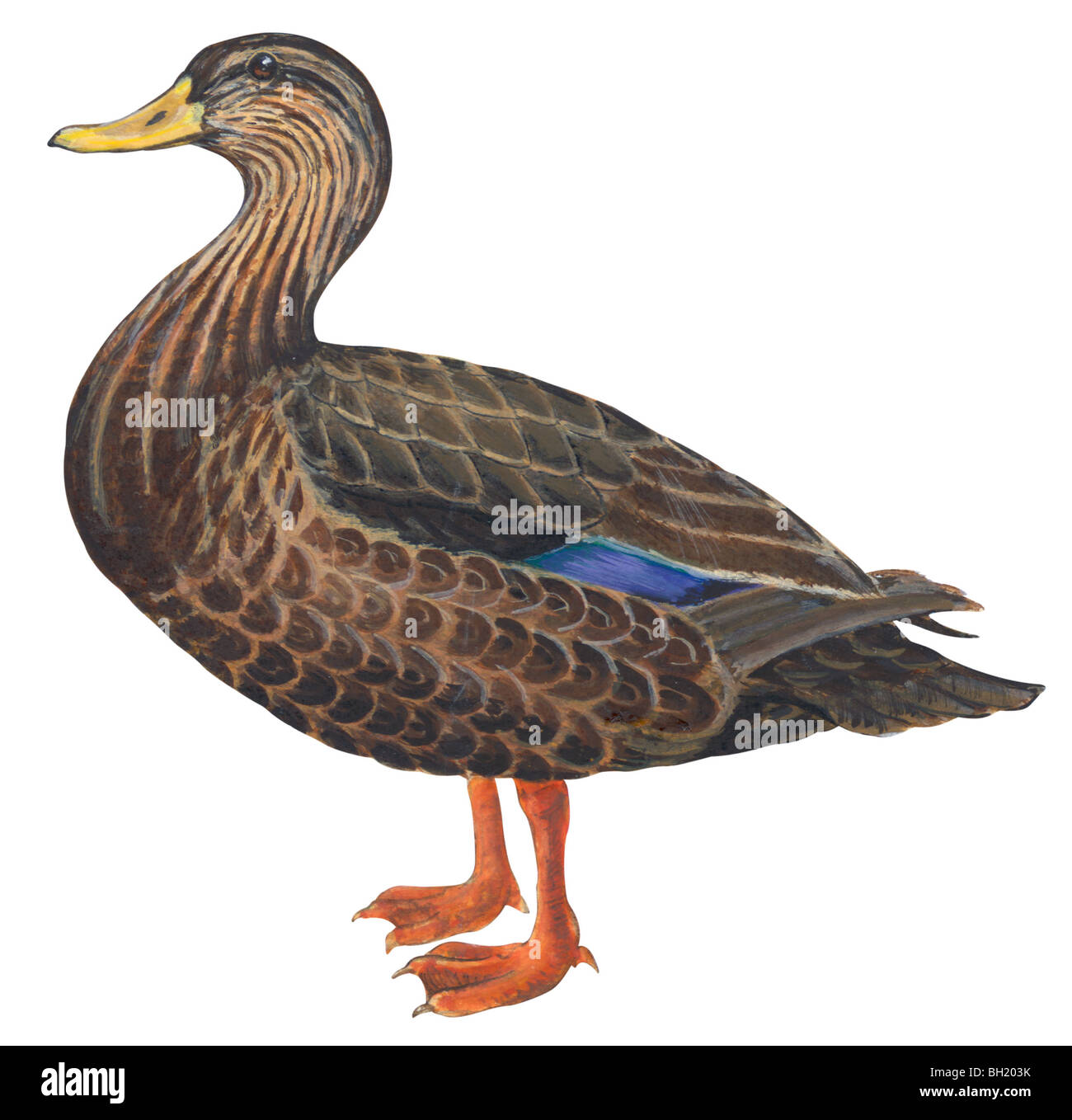 Duck biology Cut Out Stock Images & Pictures - Alamy