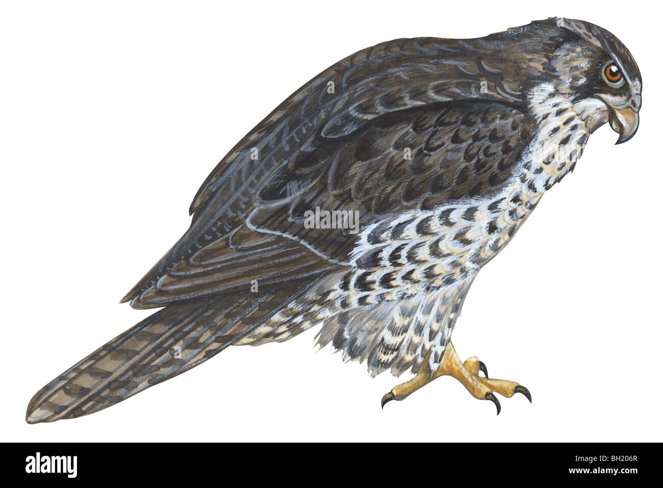 Falcon bird painting Cut Out Stock Images & Pictures - Alamy