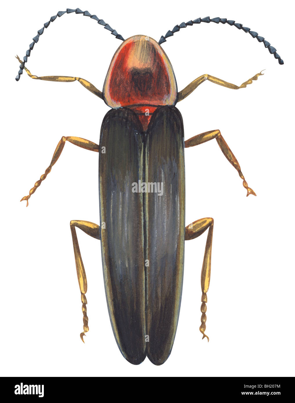 Firefly insects hi-res stock photography and images - Alamy