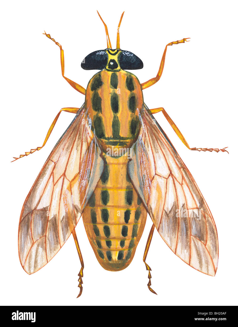 Fly drawings hi-res stock photography and images - Alamy