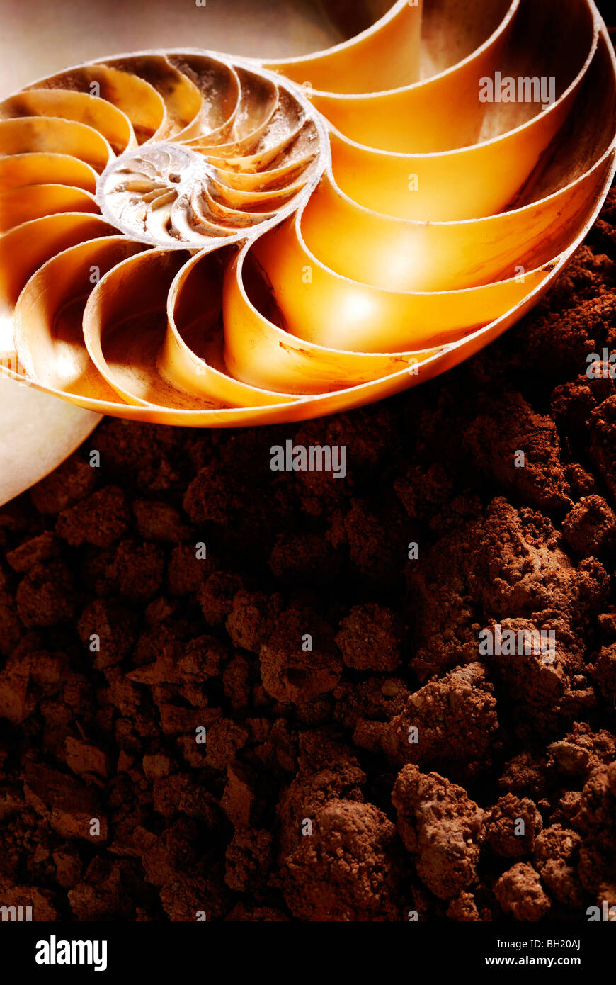 Nautilidae hi-res stock photography and images - Alamy