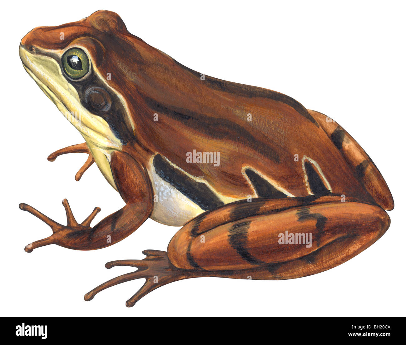 Frog zoology hi-res stock photography and images - Alamy
