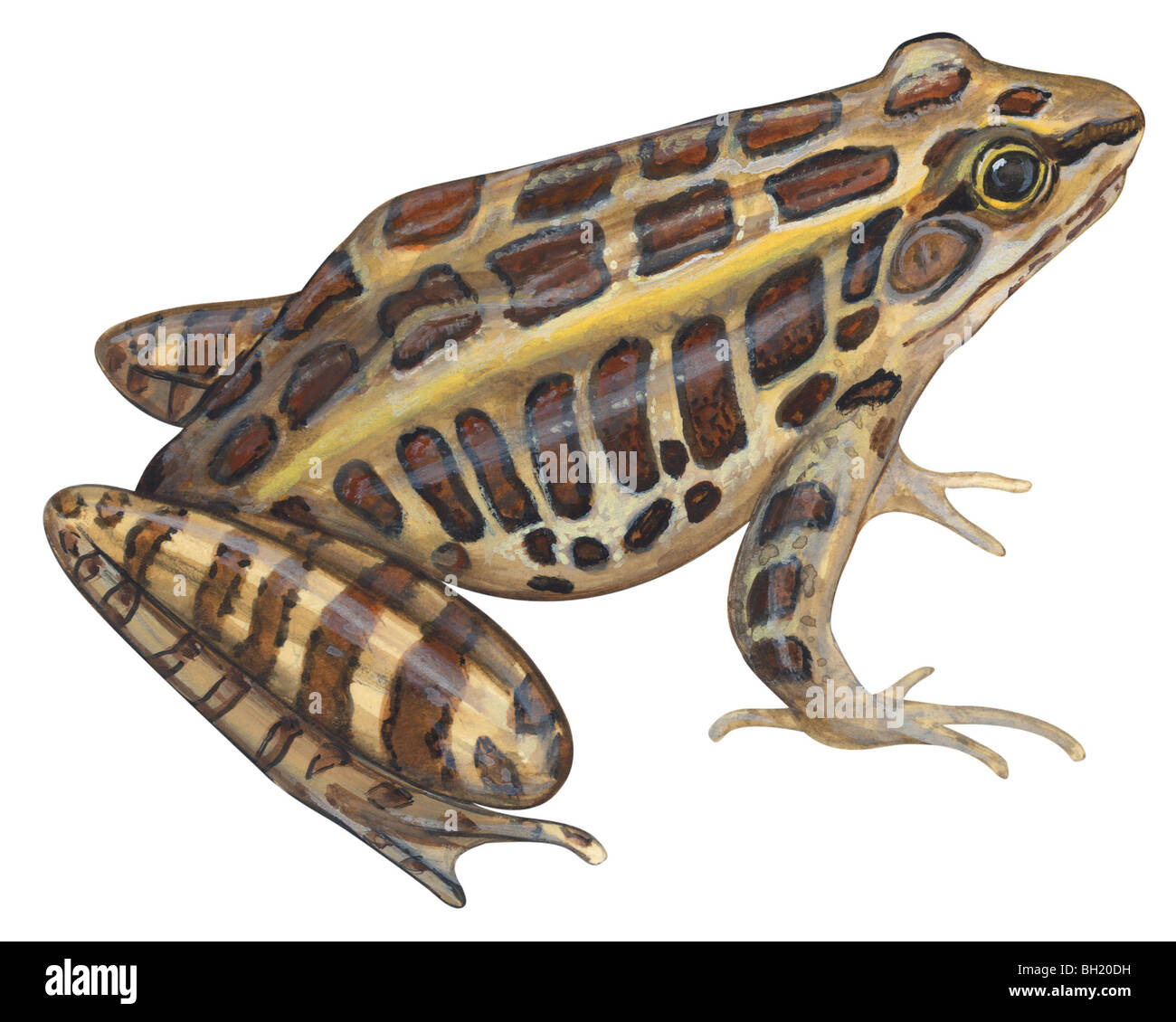 Pickerel frog (lithobates palustris) hi-res stock photography and ...