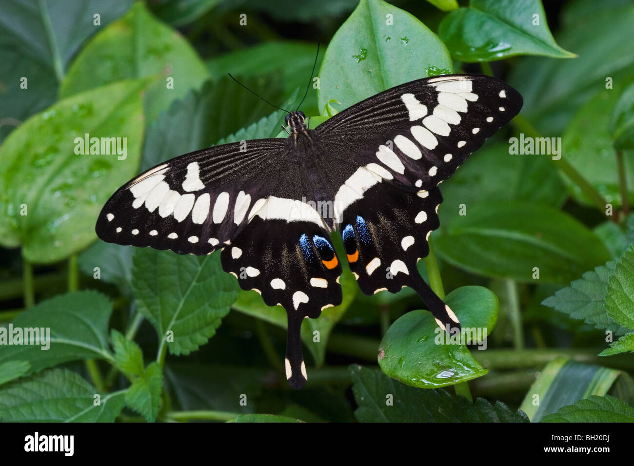 Emperor Swallowtail Butterfly (papilio ophidicephalus) NAtive to easten ...