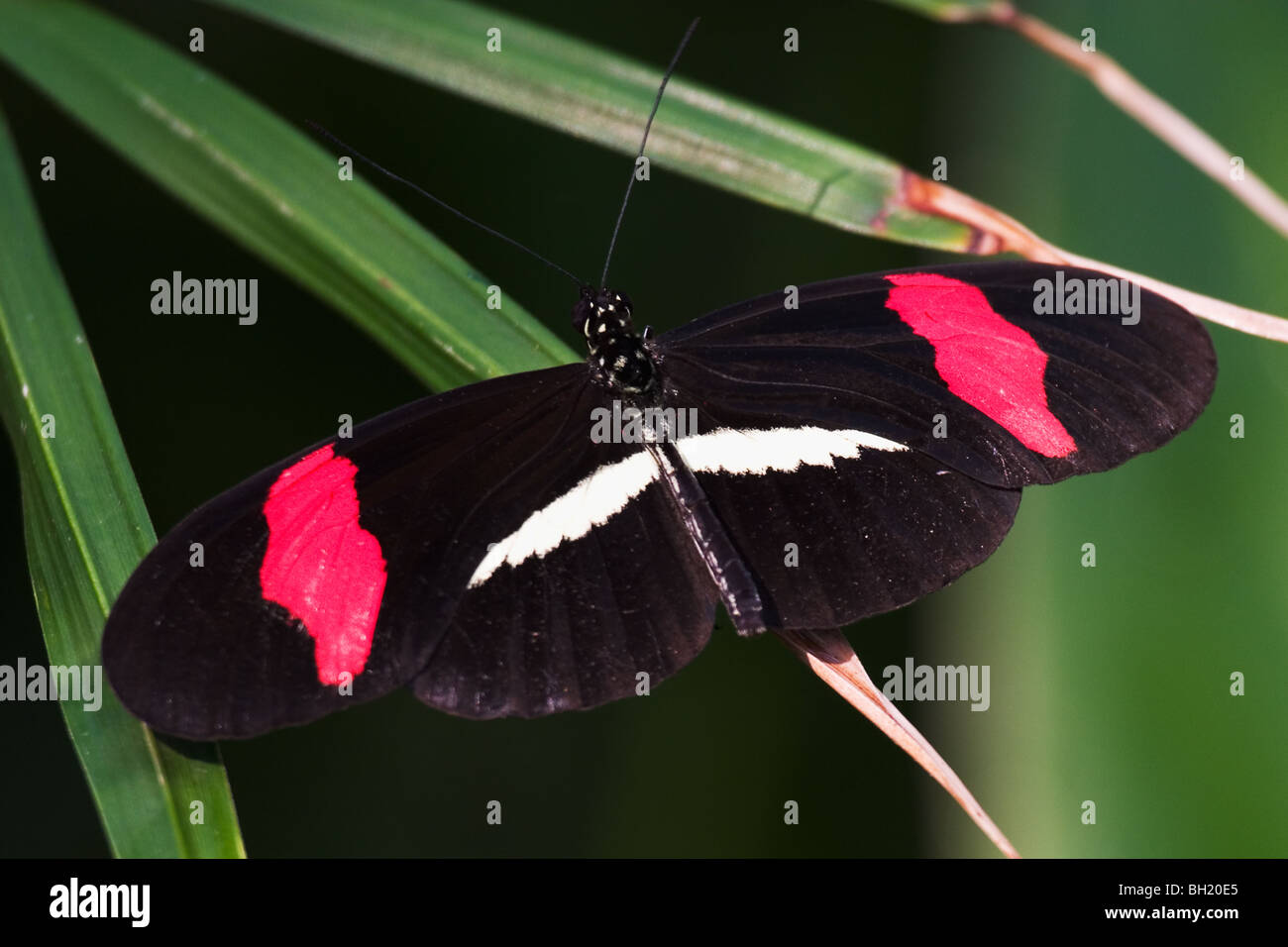 Longwing butterfly hi-res stock photography and images - Alamy