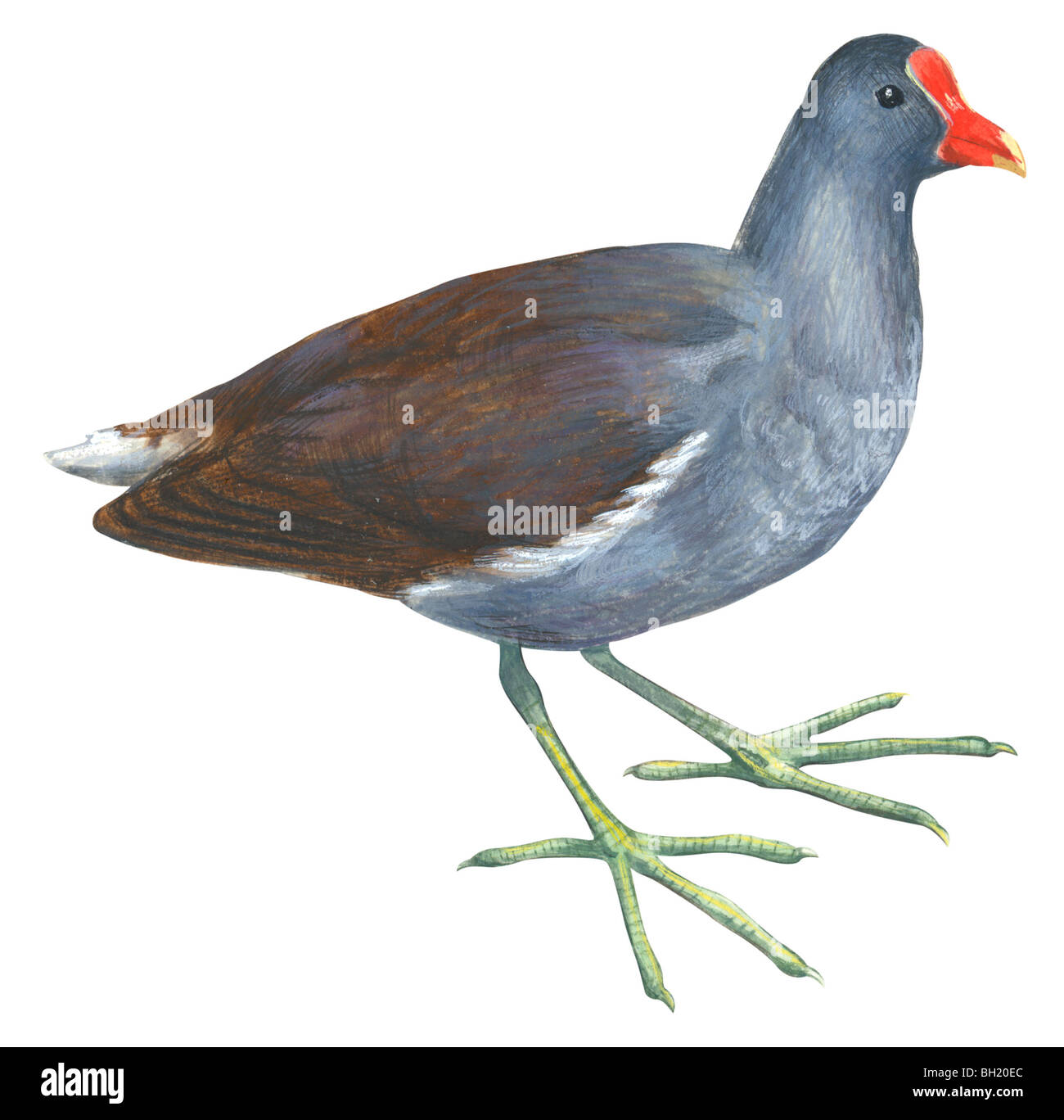 Common water birds Cut Out Stock Images & Pictures - Alamy