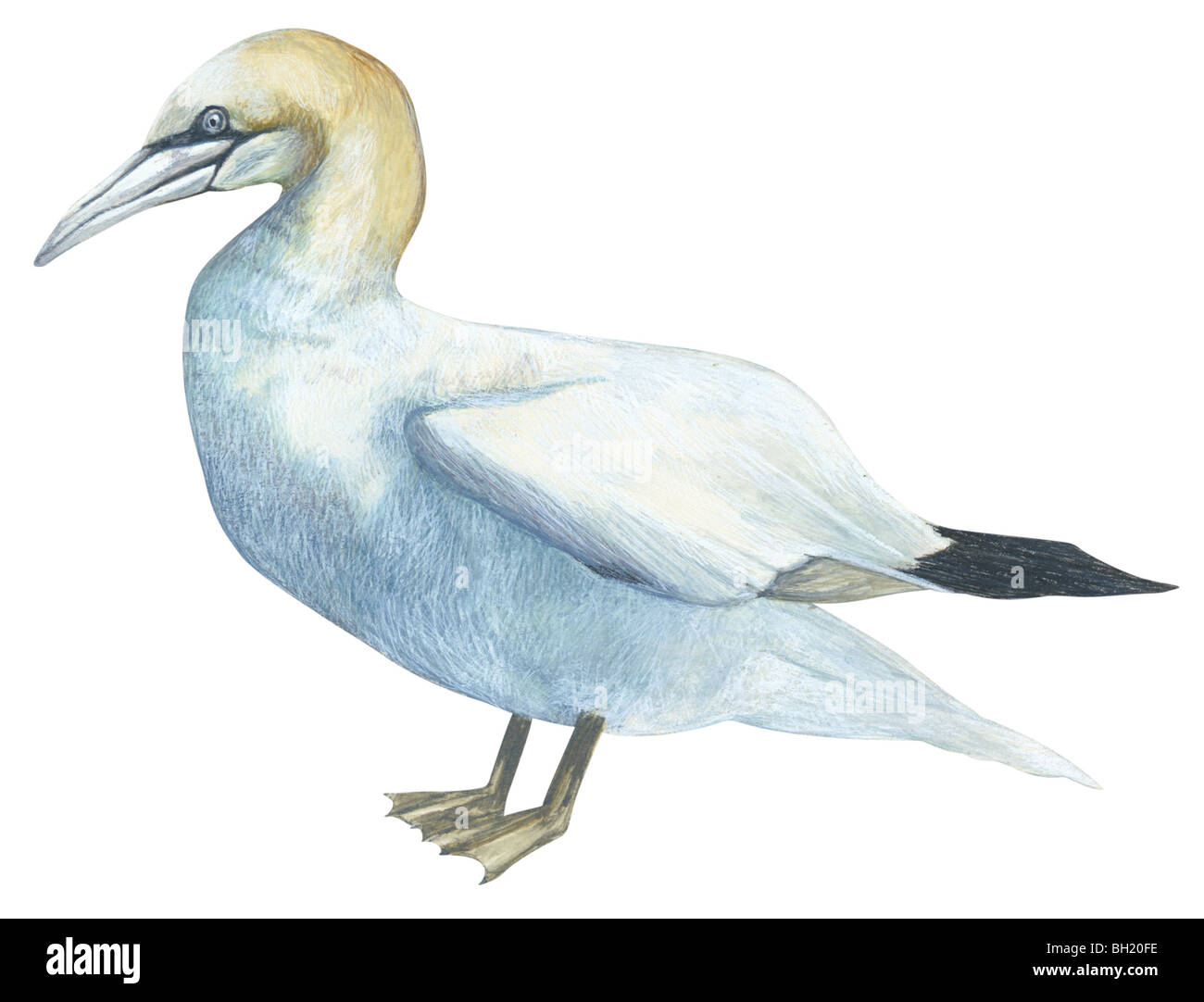 Zoological drawings hi-res stock photography and images - Alamy