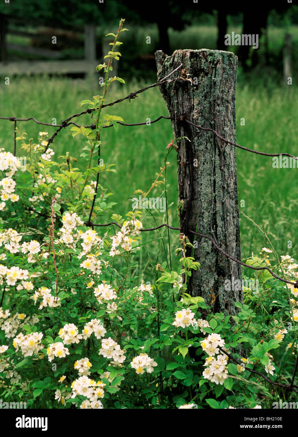 Rural nature wildflowers hi-res stock photography and images - Alamy