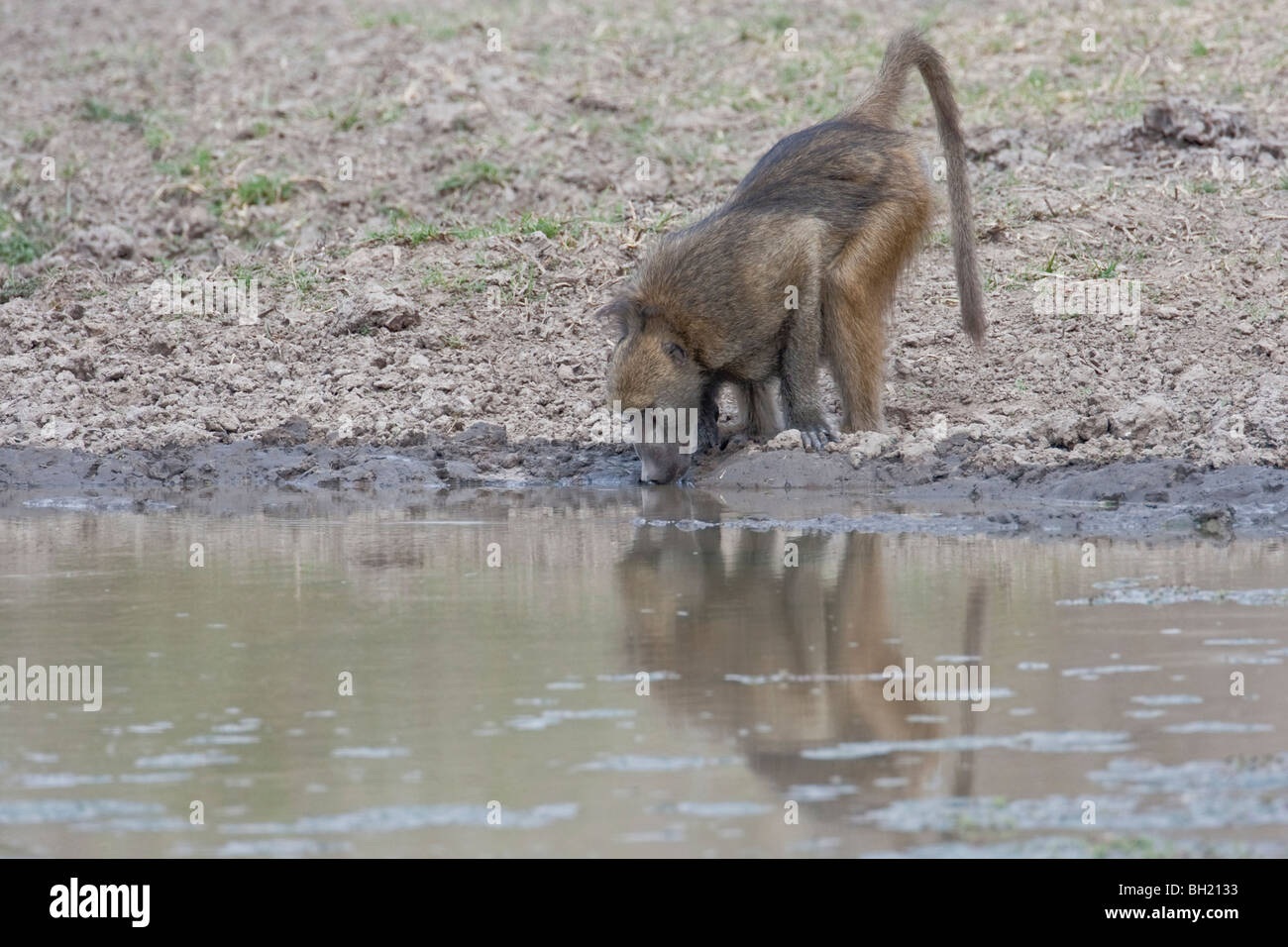 Drinking baboon at a waterhole. The photo was taken in Namibia's Mudumu ...