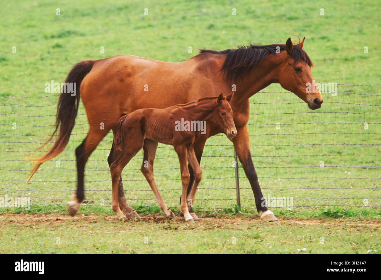 Three colts hi-res stock photography and images - Alamy