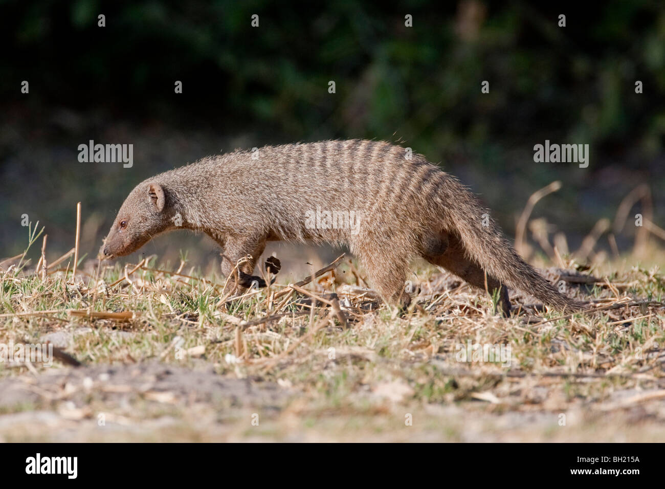 Portrait of a banded mongoose in southern Africa. The photo was taken ...