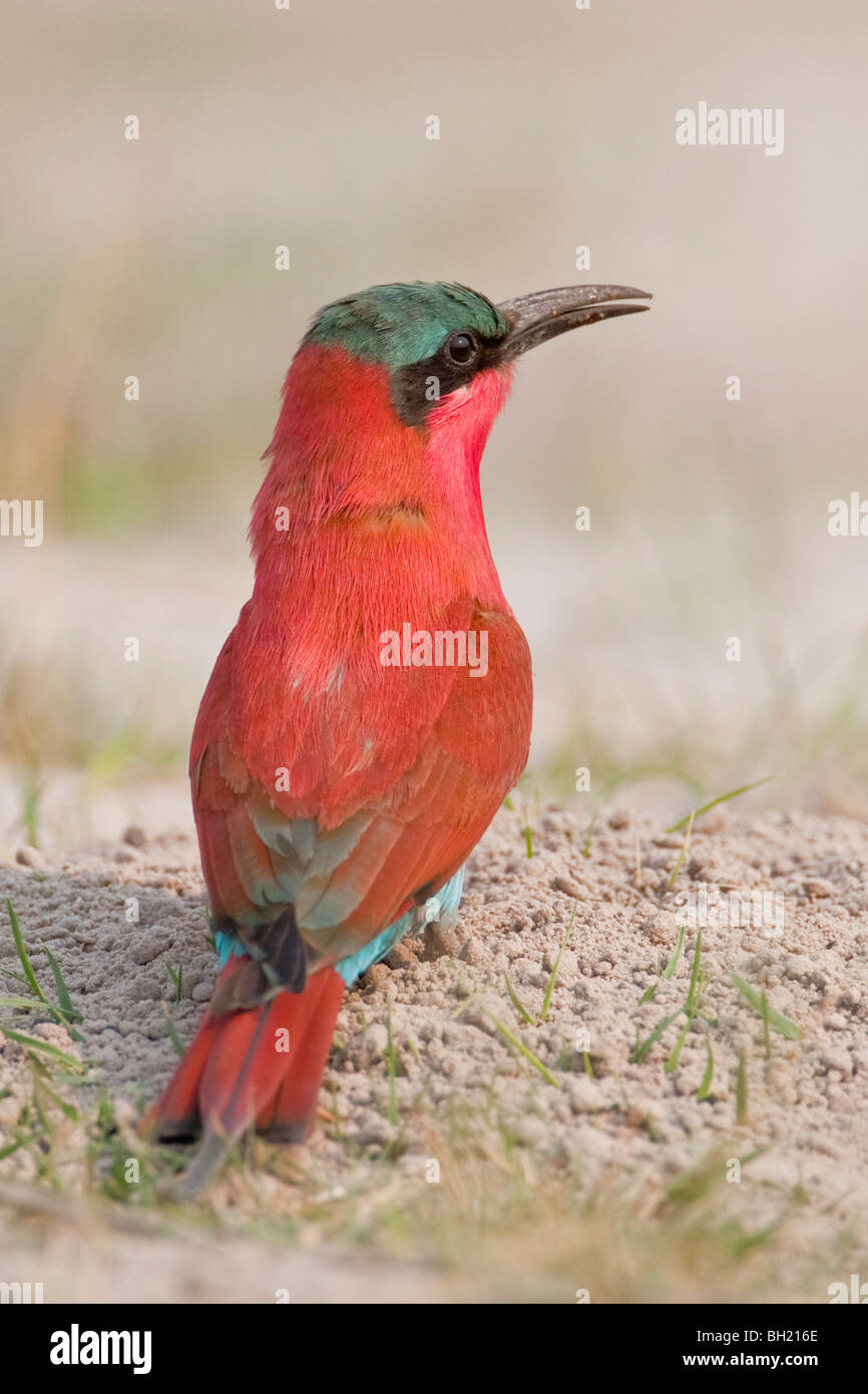 Portrait of a bee-eater in southern Africa. The photo was taken in ...