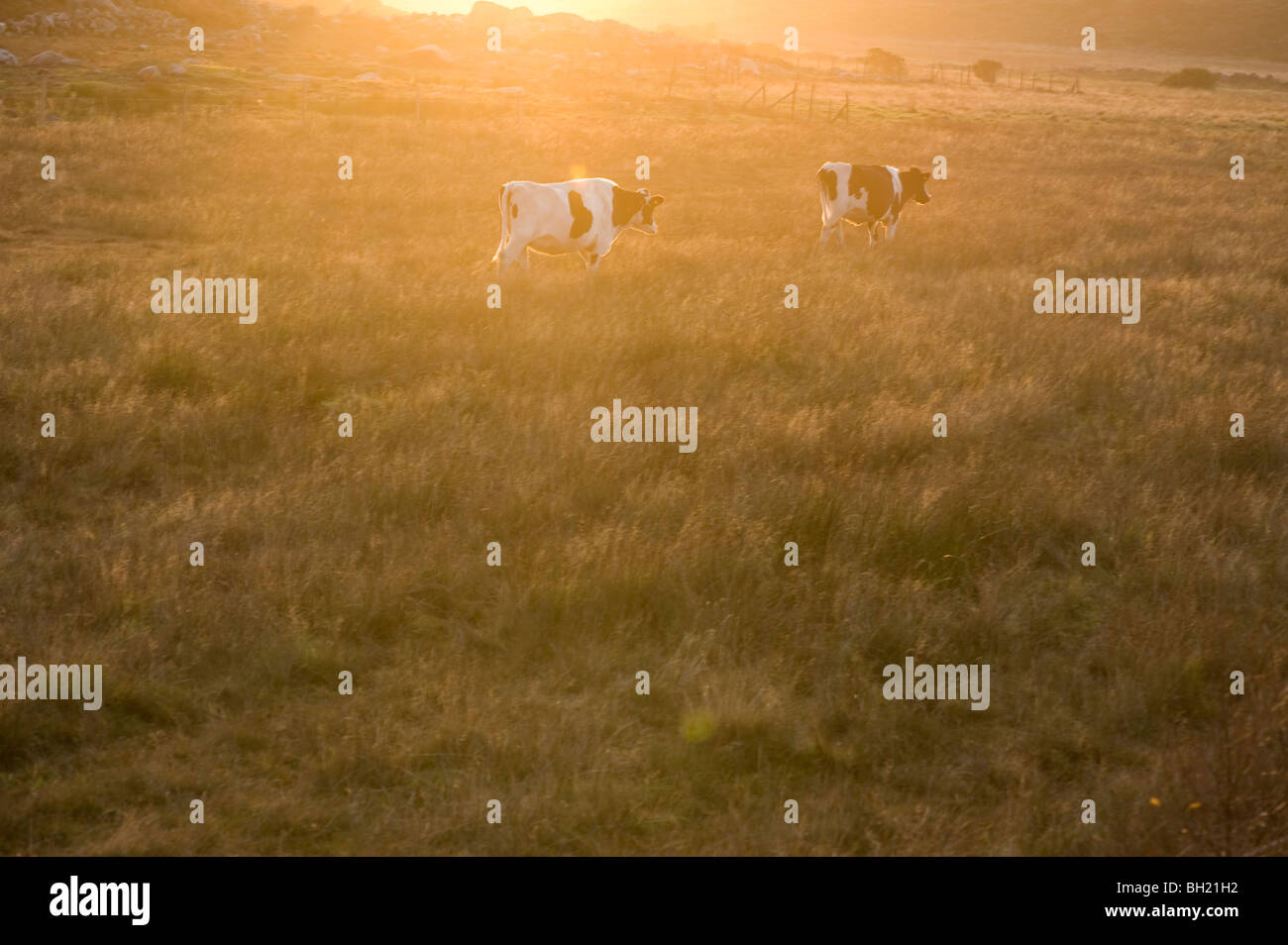 Cows at evening hi-res stock photography and images - Alamy