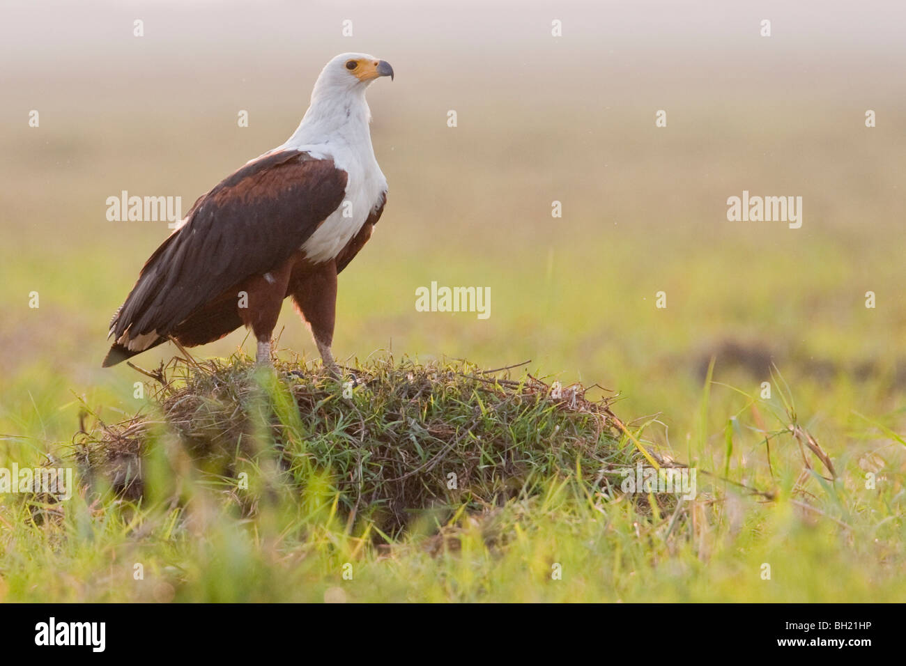Fish eagle africa hi-res stock photography and images - Alamy