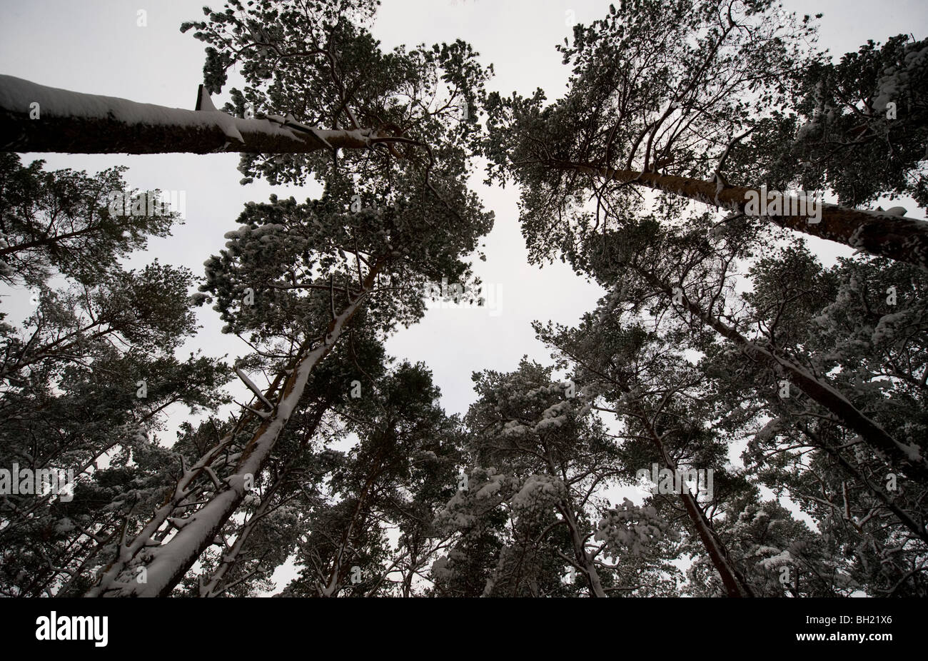 Trees in forest, Sweden Stock Photo - Alamy