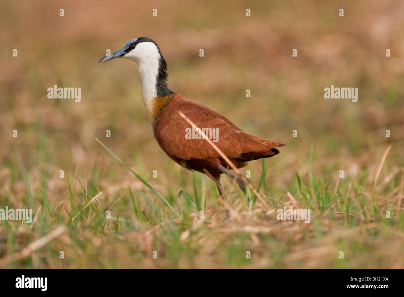 Portrait of an african jacana in southern Africa. The photo was taken ...