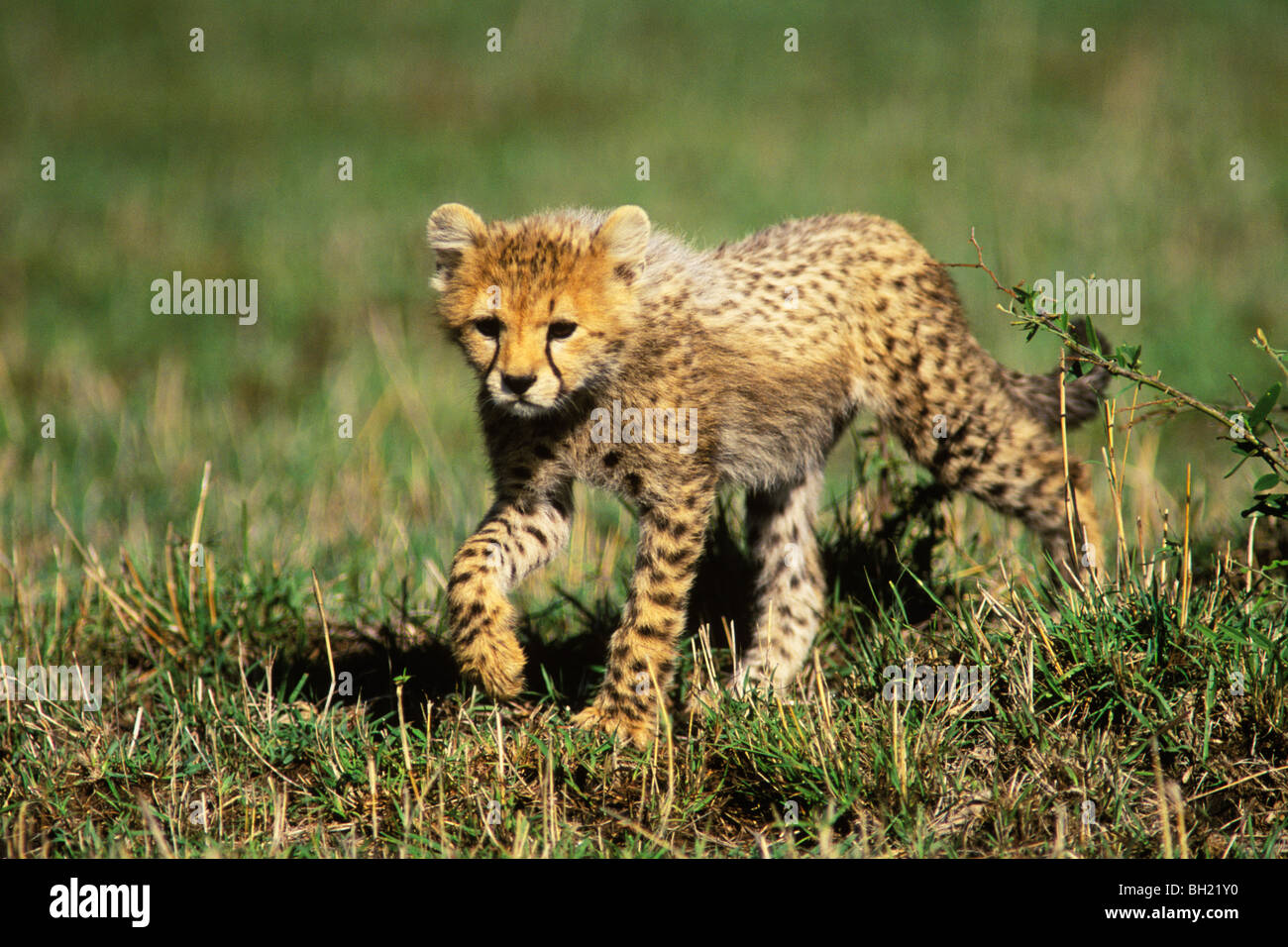 African cat hi-res stock photography and images - Alamy