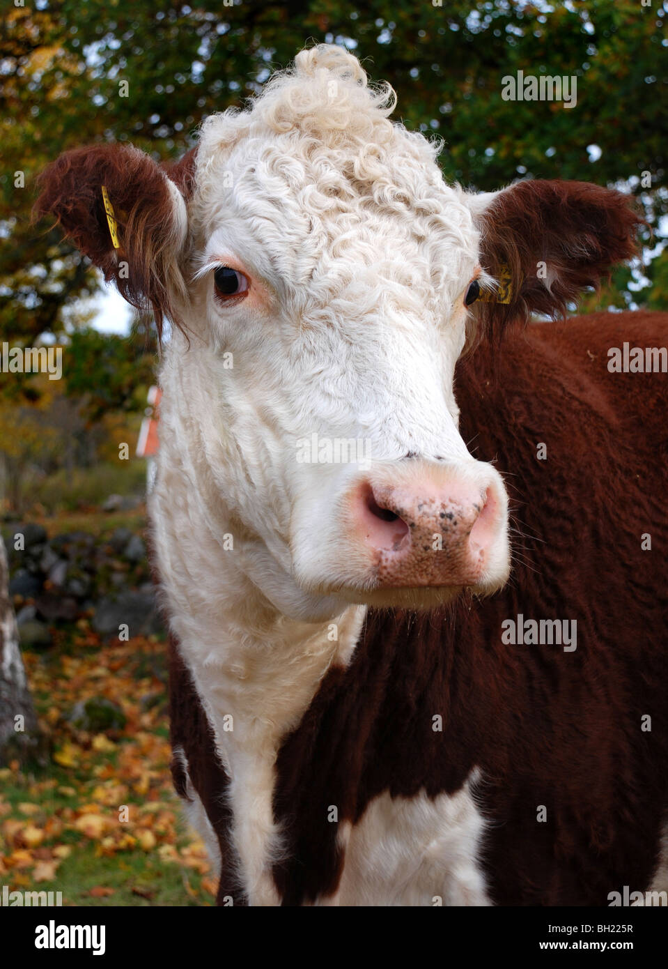Cow pose for the camera Stock Photo - Alamy