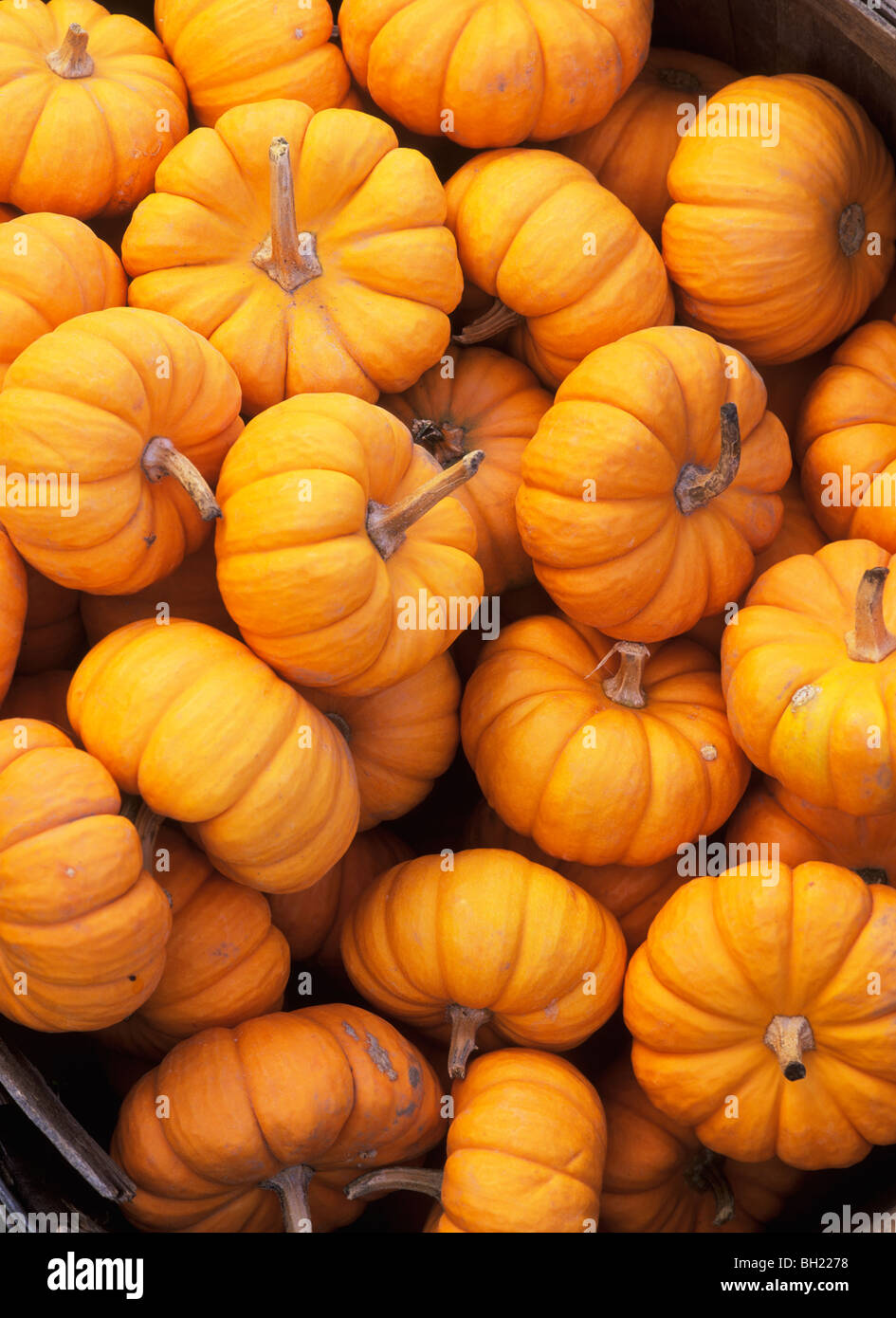 Miniature orange squash on sale at a produce market Stock Photo - Alamy