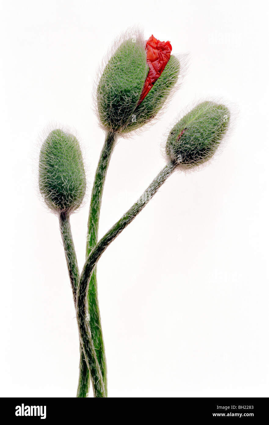 three flower bud poppy together in a bouquet and one bigger is ...