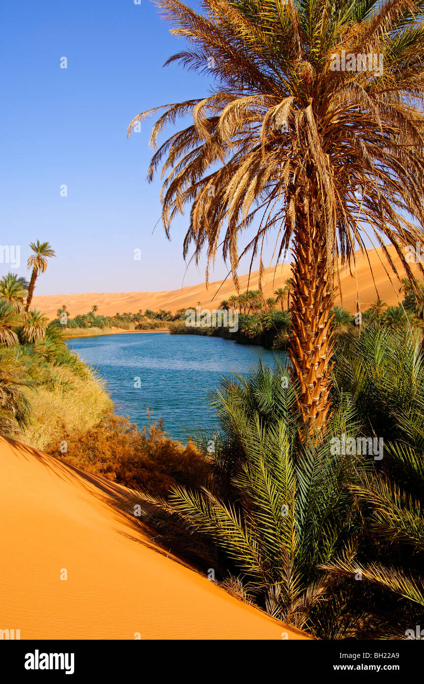 Date Palm Tree In Sahara Desert