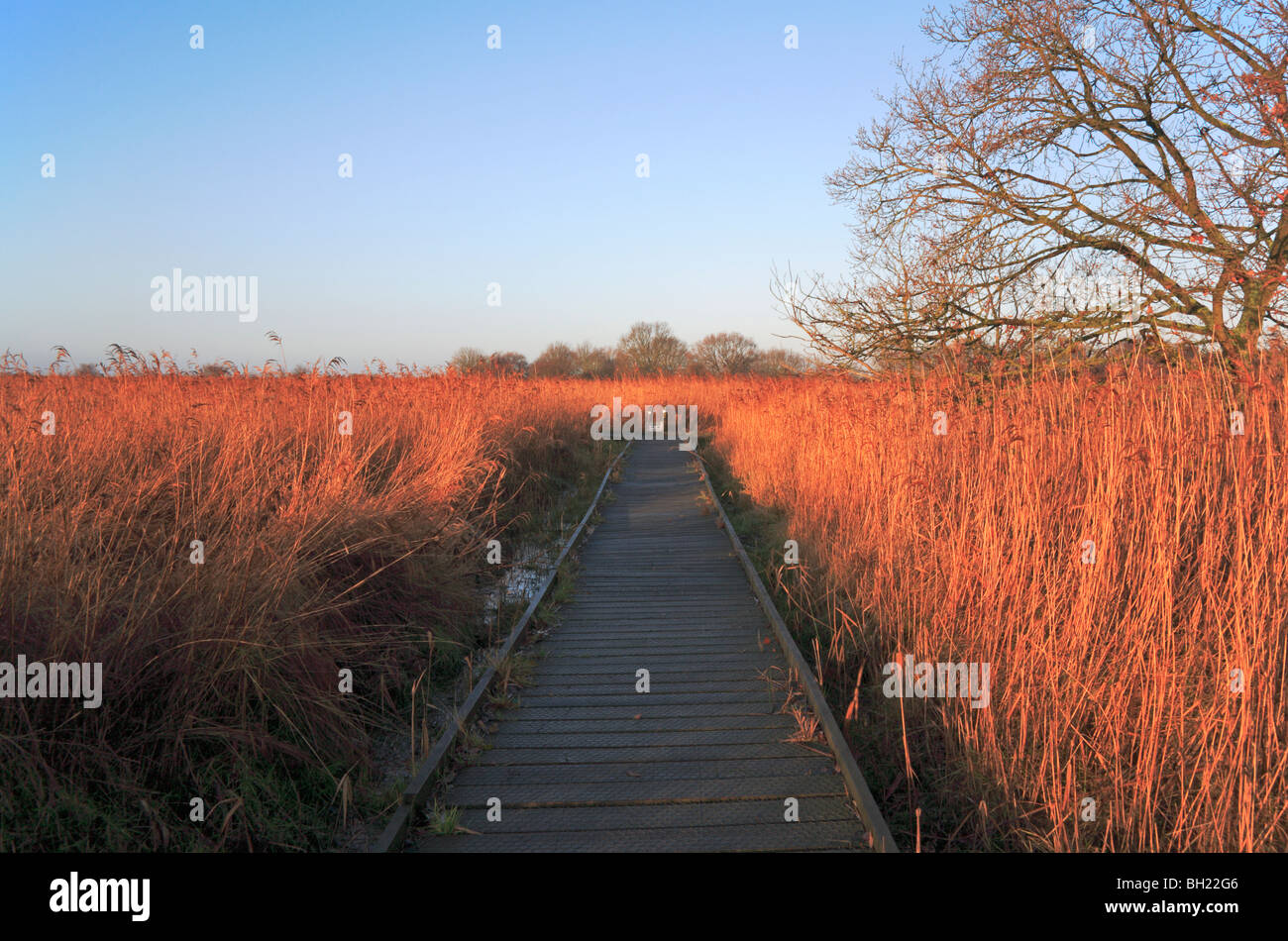 Boardwalk through reed beds in Hickling Broad National Nature Reserve ...