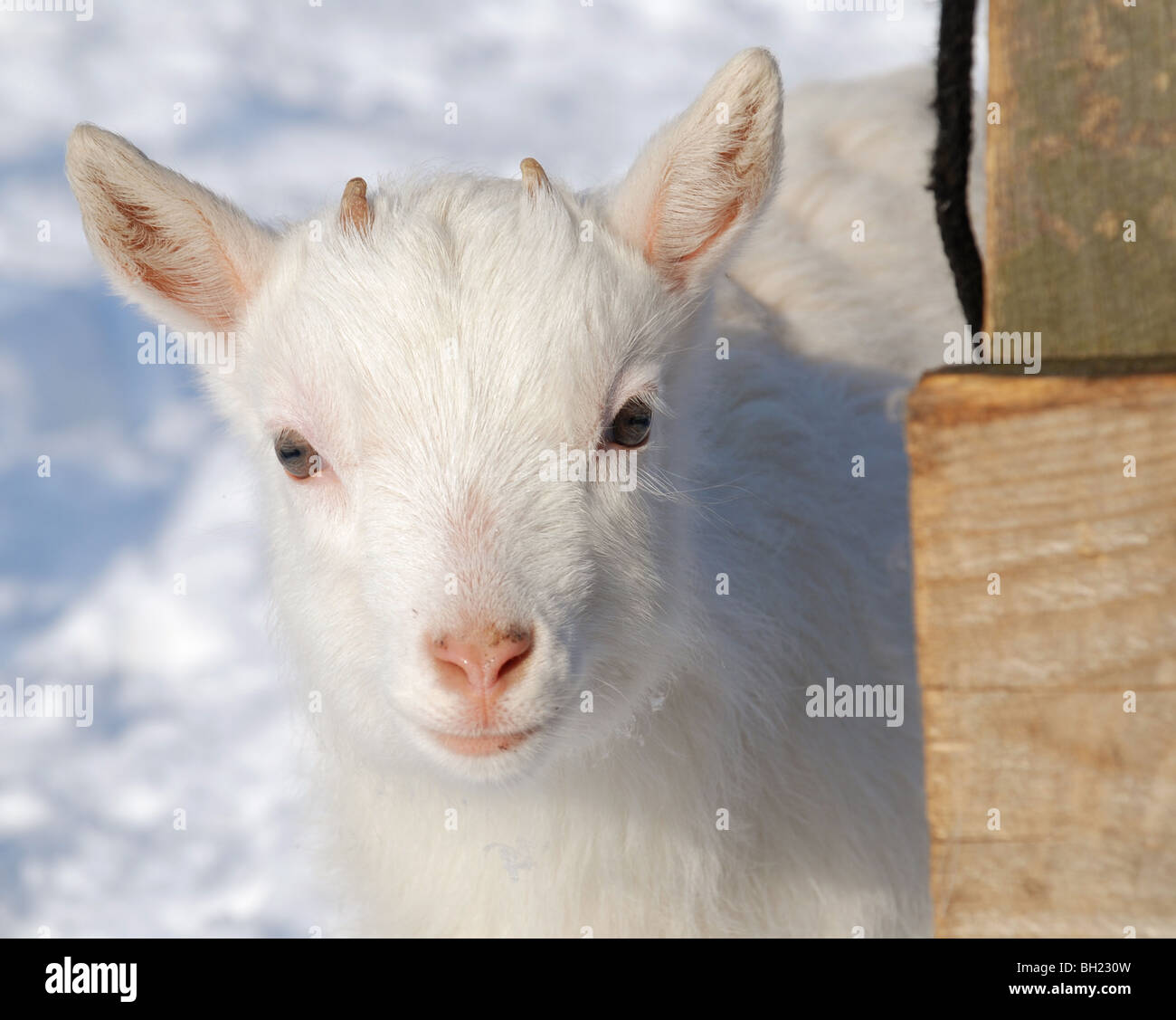 Young goat in the snow Stock Photo - Alamy