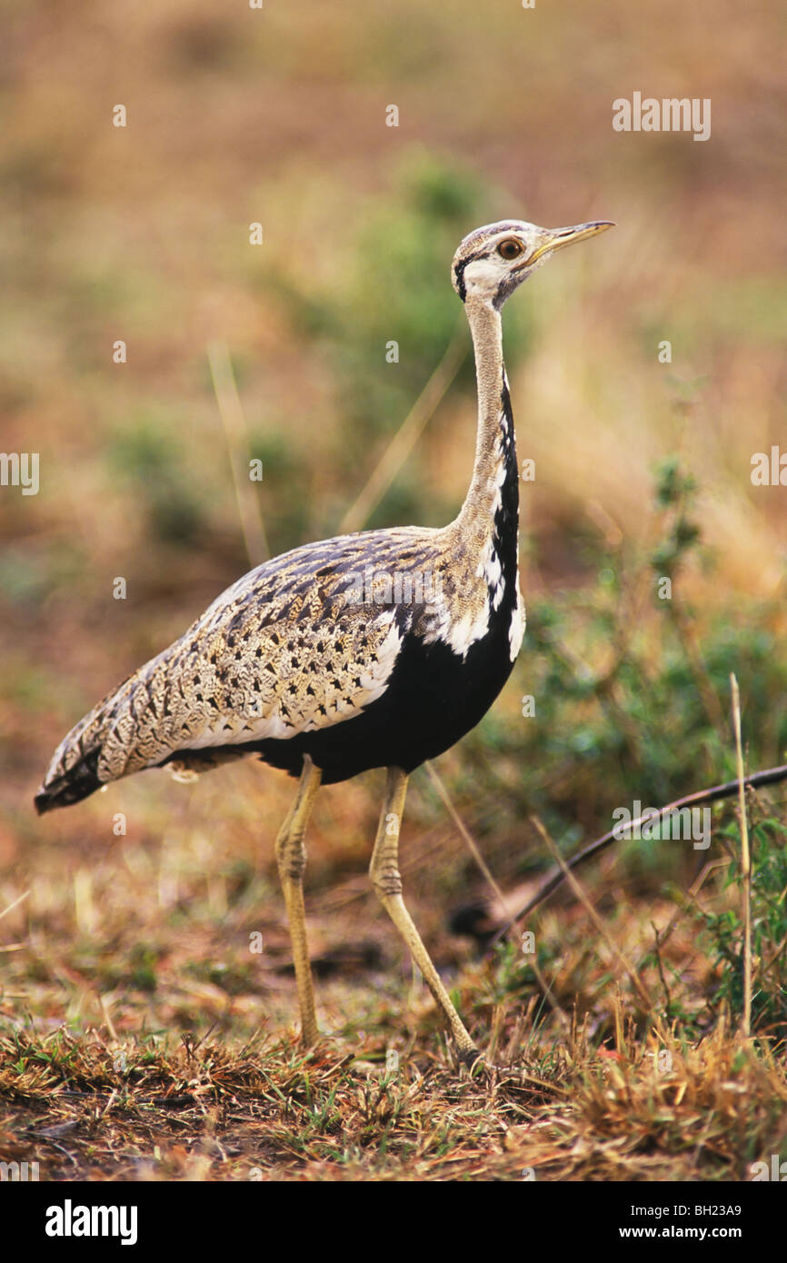 Black-bellied Bustard (Eupodotis melanogaster) In Kenya's Masia Mara ...