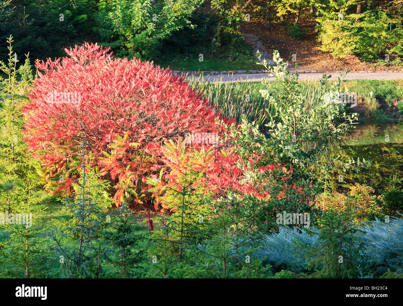 Bush pathway hi-res stock photography and images - Alamy