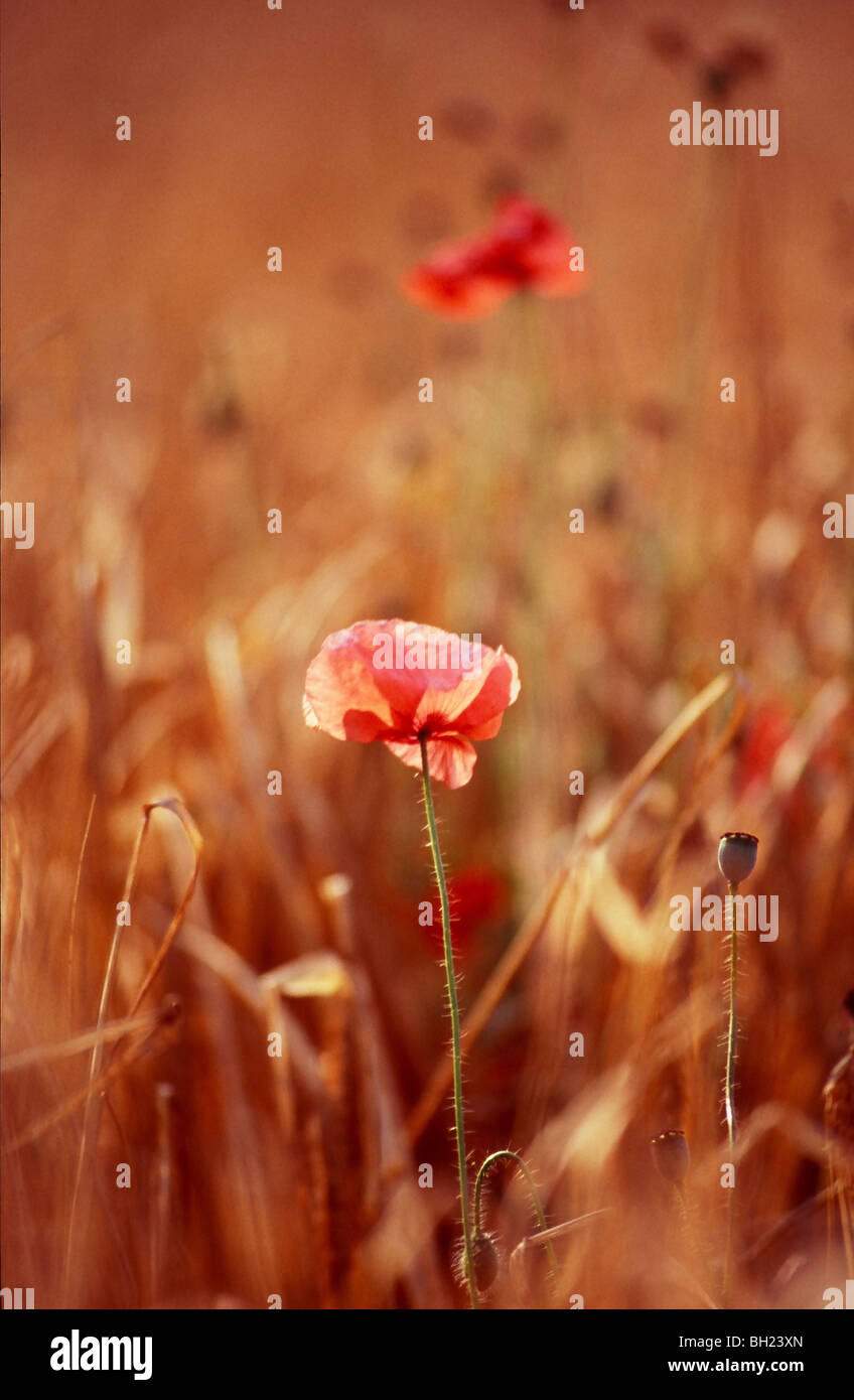 Battlefield poppies hi-res stock photography and images - Alamy