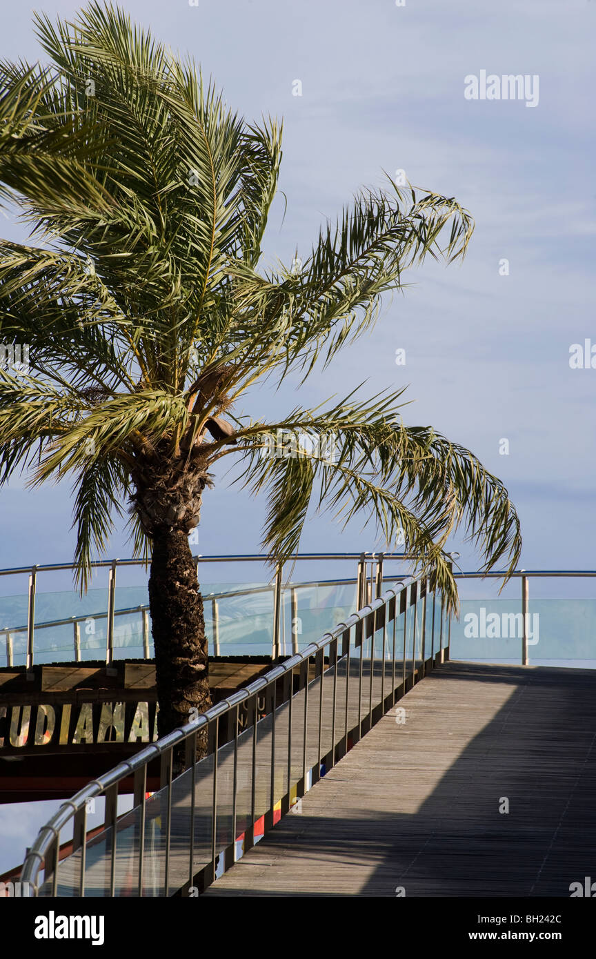Palm tree mallorca majorca blue hi-res stock photography and images - Alamy