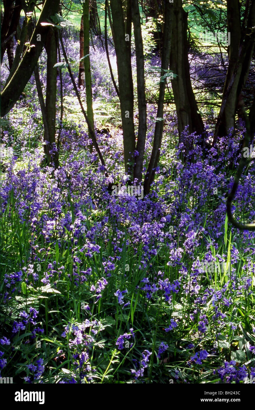 Sea of bluebells in woodland Stock Photo - Alamy
