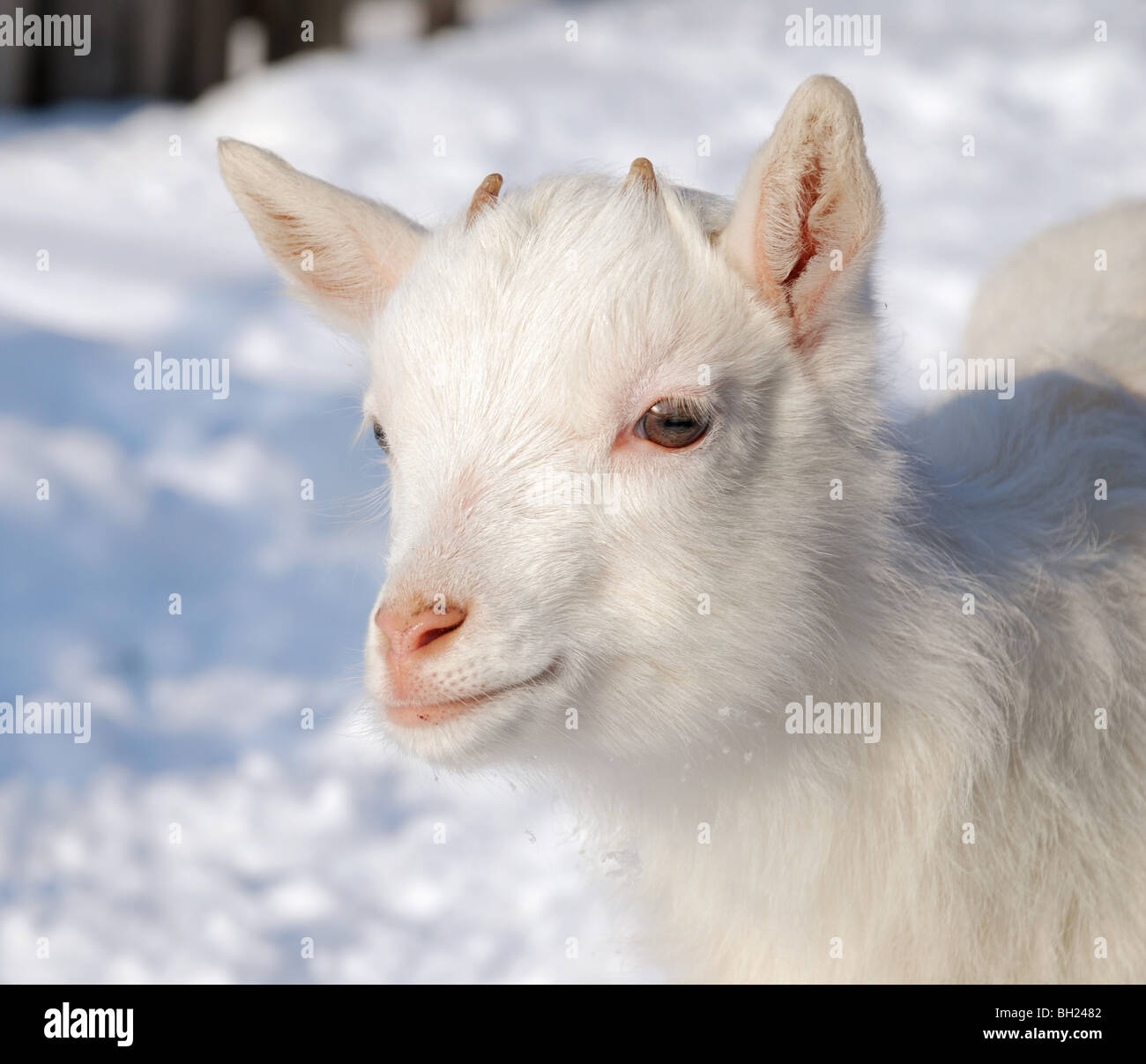 Young bab hi-res stock photography and images - Alamy