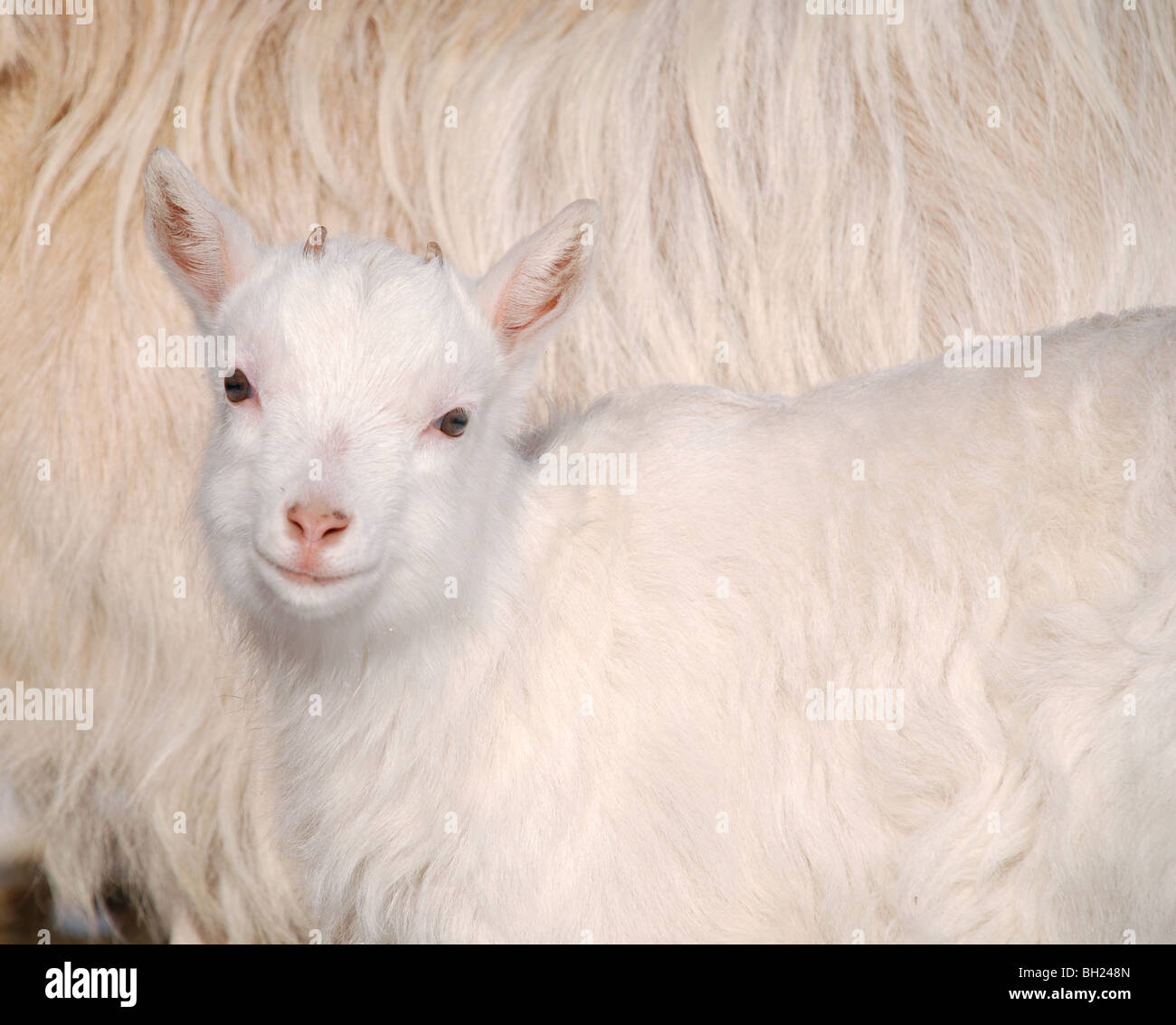 Young Creatures High Resolution Stock Photography and Images - Alamy