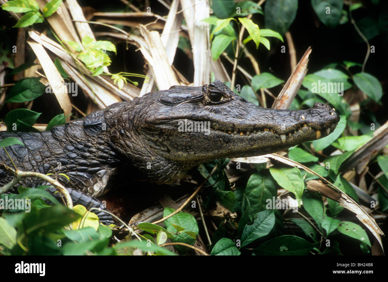Caiman hi-res stock photography and images - Alamy