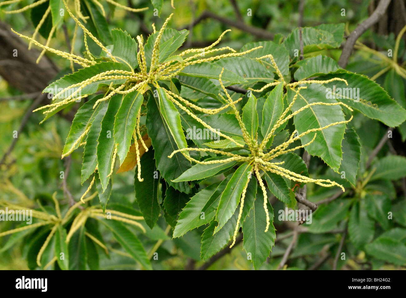Chestnut tree flower hi-res stock photography and images - Alamy