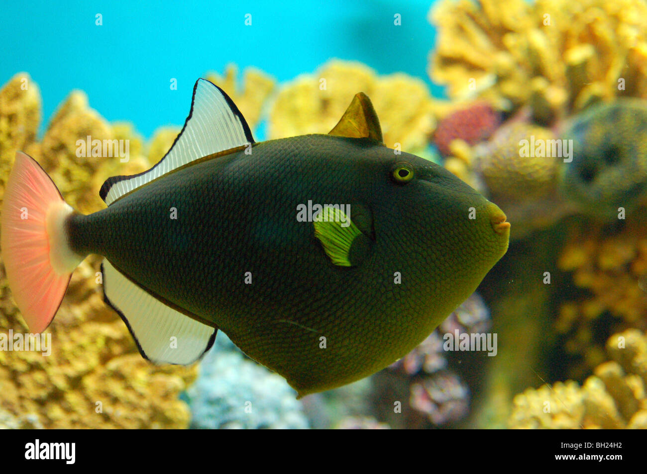 Pretty fish in aquarium Stock Photo - Alamy