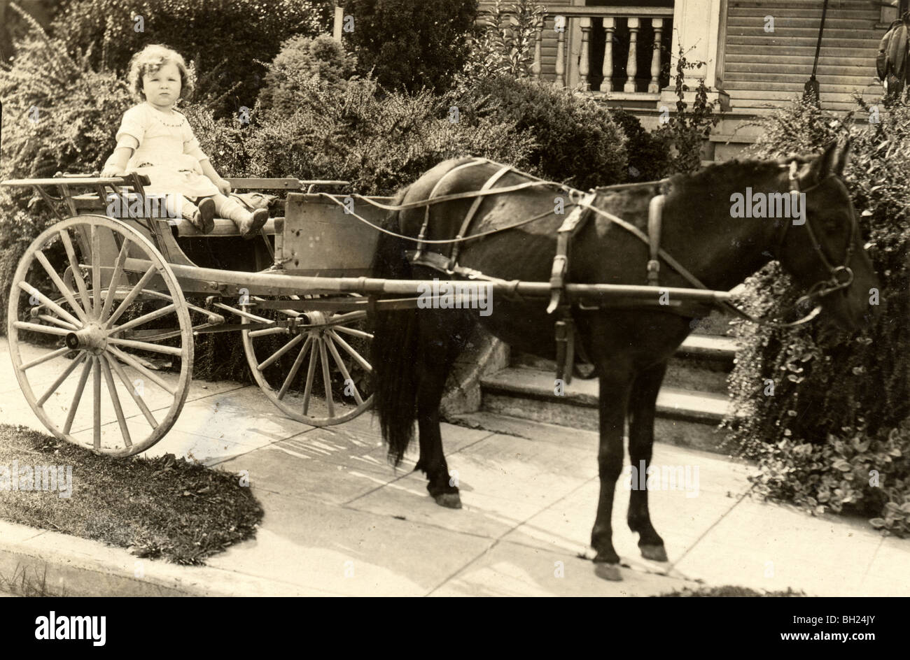 Small pony carriage driving horse hi-res stock photography and images ...