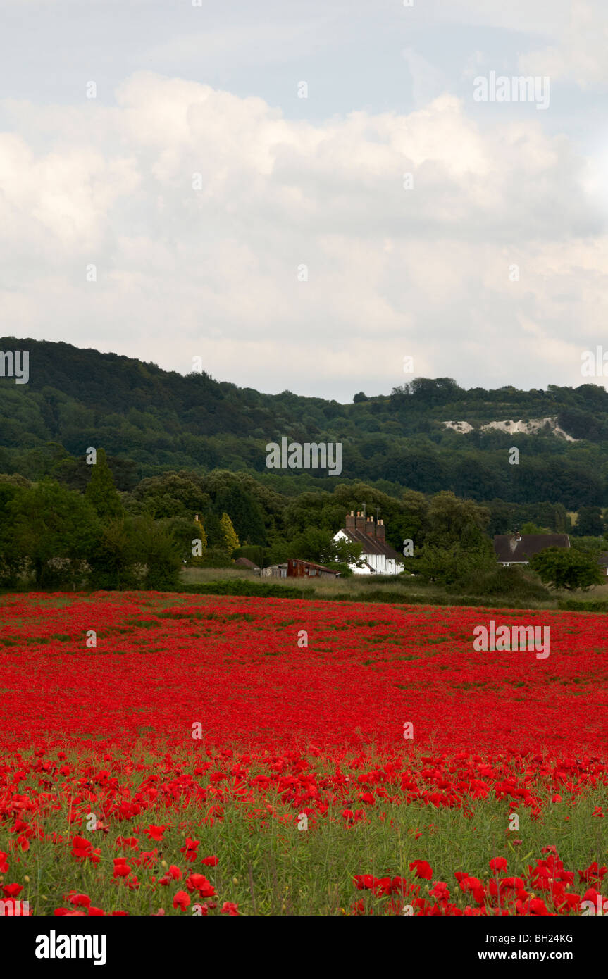 A field of poppies in the Kent countryside Stock Photo - Alamy