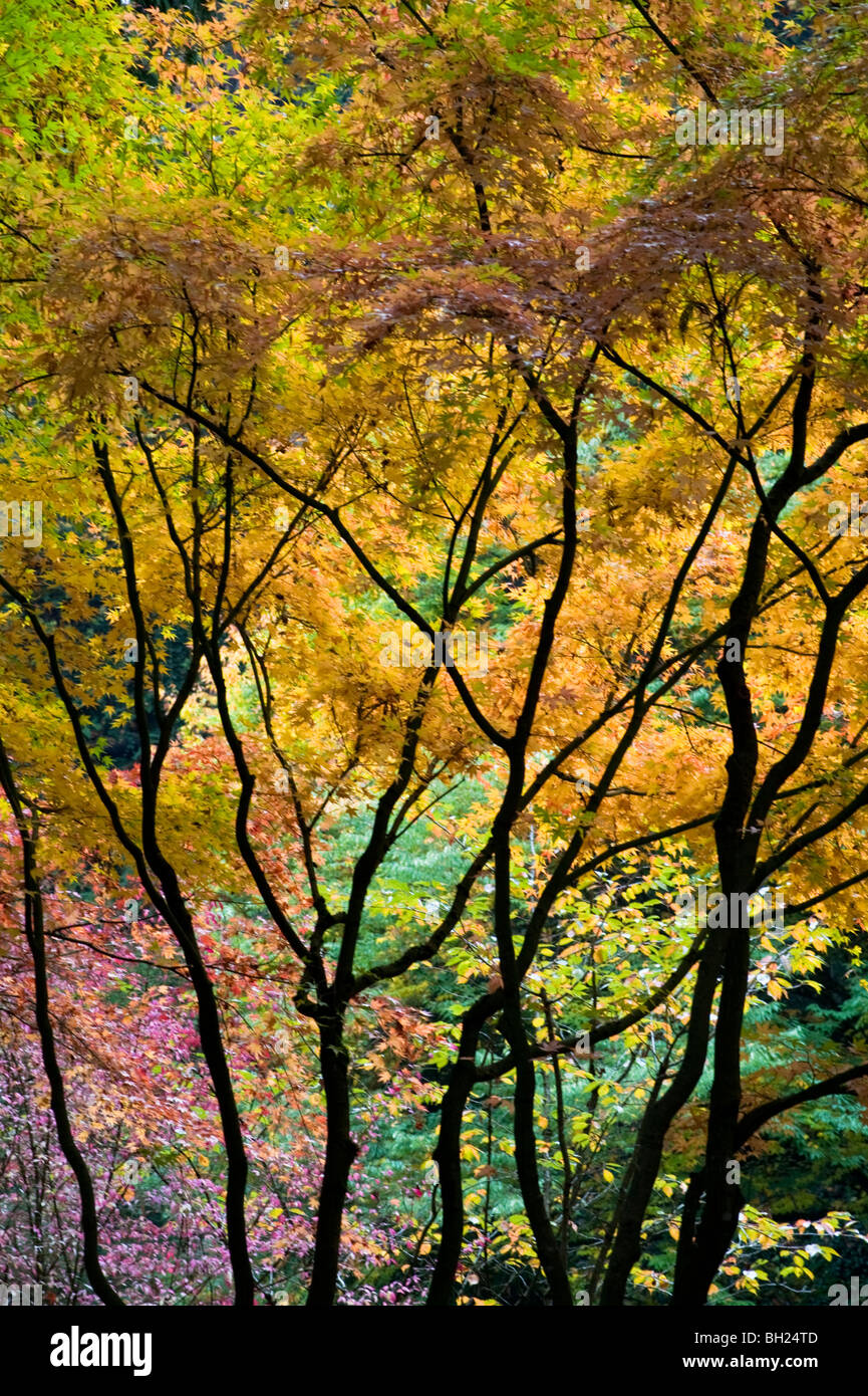 Trees with red and yellow leaves in the fall Stock Photo - Alamy