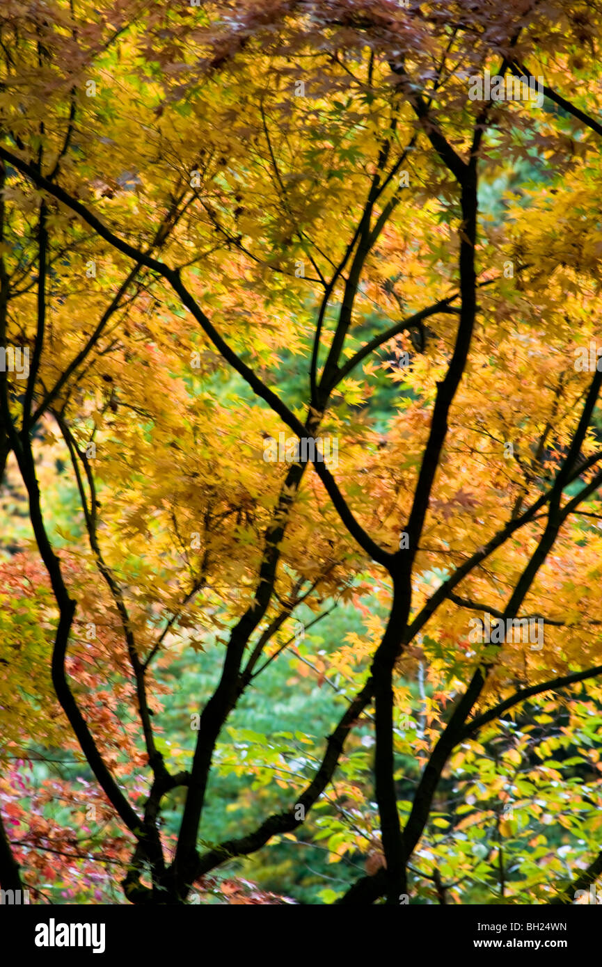 Trees with red and yellow leaves in the fall Stock Photo - Alamy