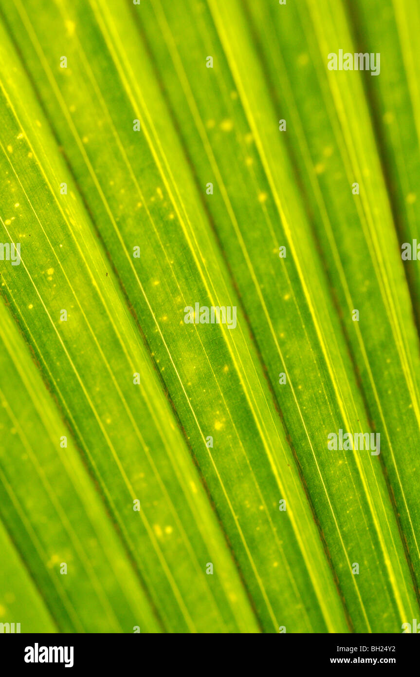 Pritchardia pacifica 'Fiji Fan Palm' Stock Photo - Alamy