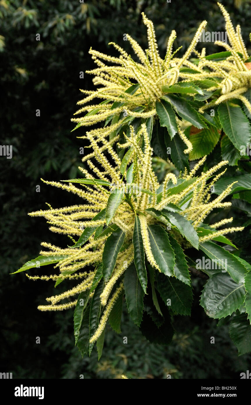 Chestnut tree flower hi-res stock photography and images - Alamy