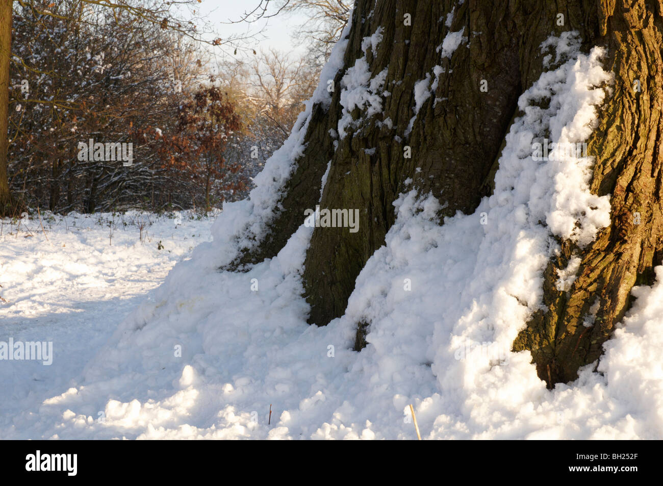 Oak Tree Winter Trunk Why You Should Plant Oaks The New York Times